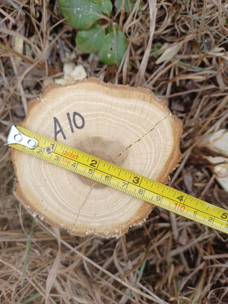 Black Locust Coppicing, Part 1 | Anonymous Appalachian Agrarian