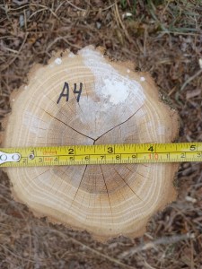 Black Locust Coppicing, Part 1 | Anonymous Appalachian Agrarian